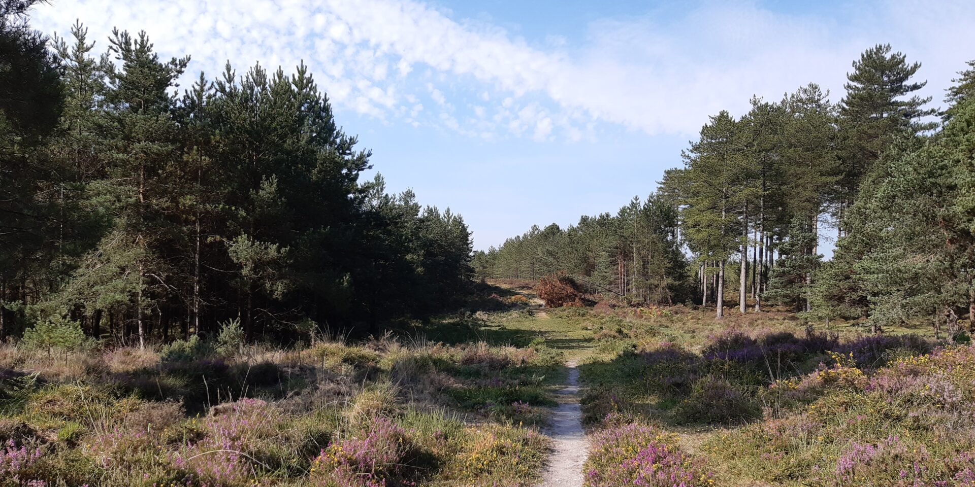 Spring walk! – Purbeck Natural History Forum
