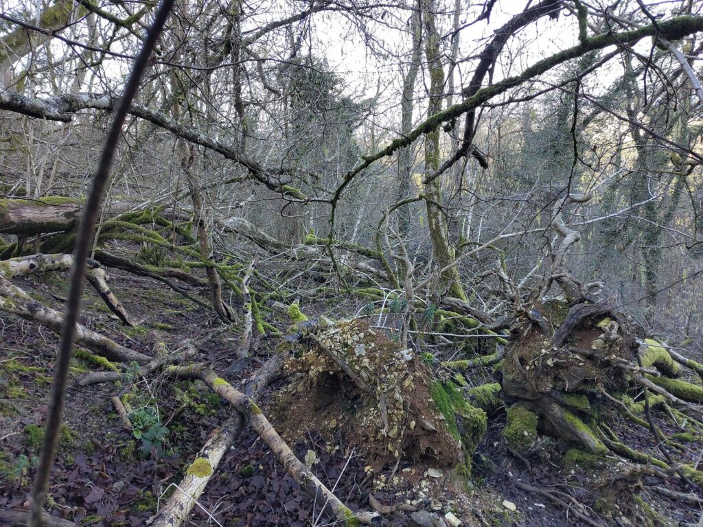 King’s Wood – Purbeck Natural History Forum